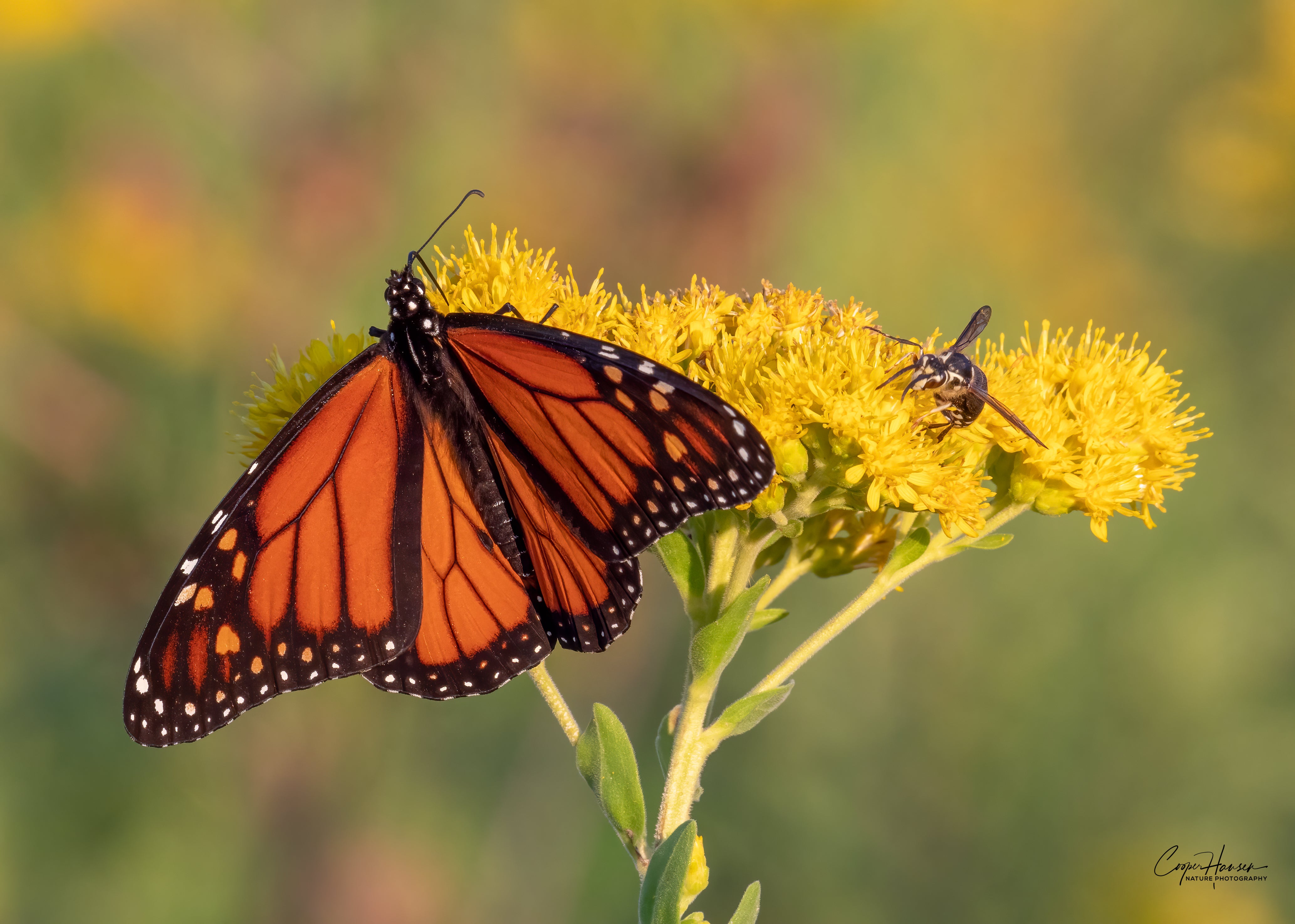 Help save the monarchs! – Cooper Hansen Nature Photography