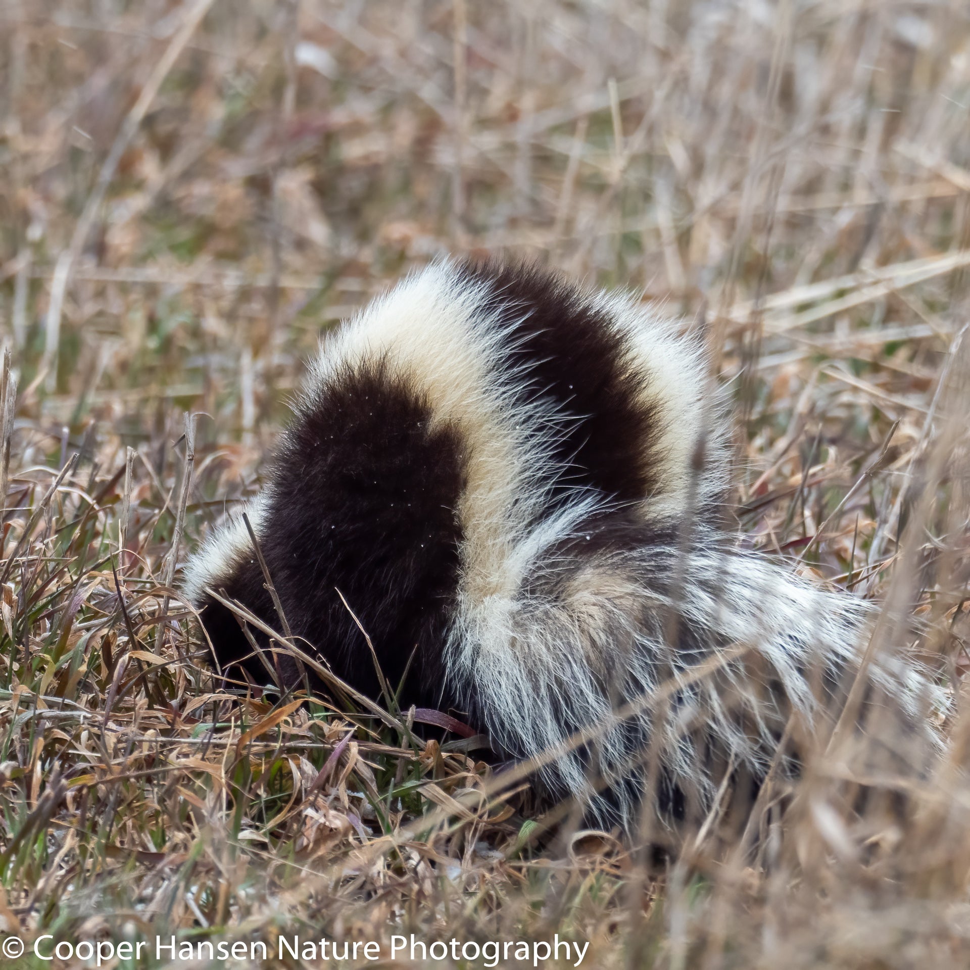 What I won’t do for a “stinkin” picture! – Rustic Road Gallery - Studio ...