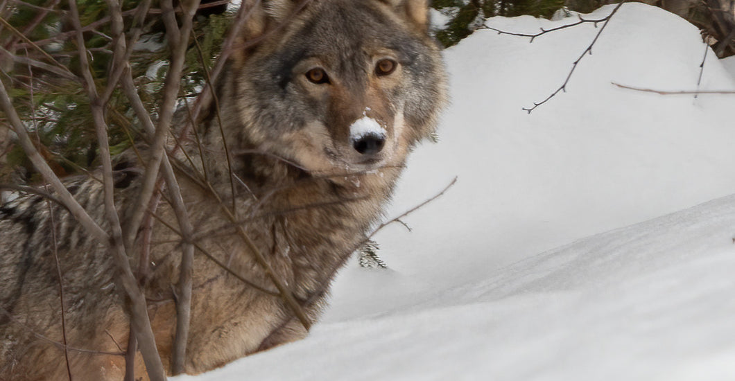 Dead Wolf Walking – Cooper Hansen Nature Photography