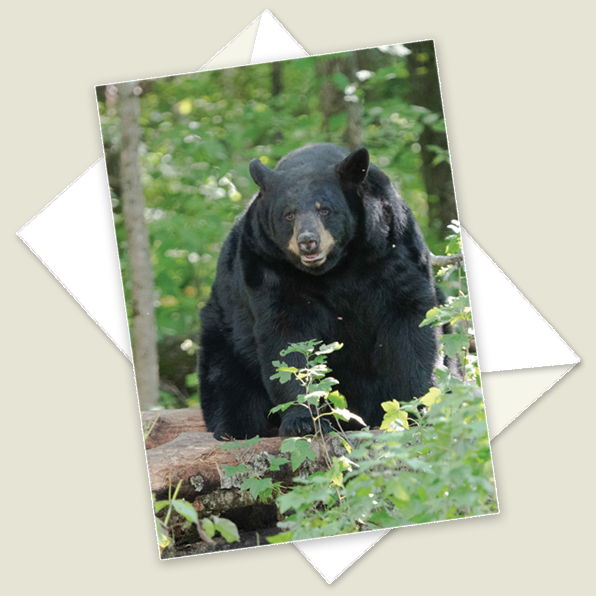 Large Animal Series - Wild Cards – Cooper Hansen Nature Photography