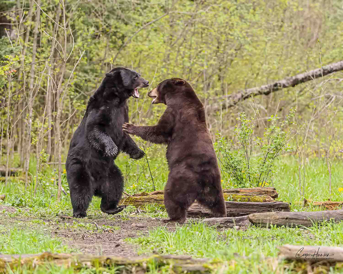 Bear Brawl – Cooper Hansen Nature Photography