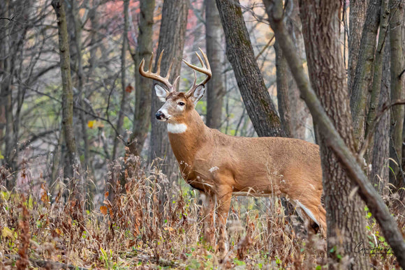 Bluff Country Buck – Rustic Road Gallery - Studio & Nature Center