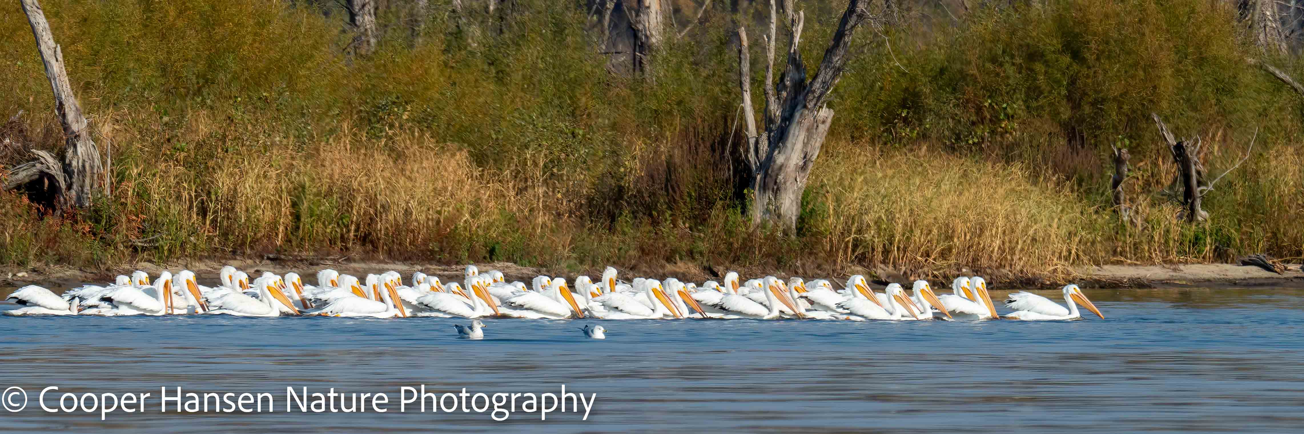 Cooper Hansen Nature Photography at Rustic Road Gallery – Rustic Road ...